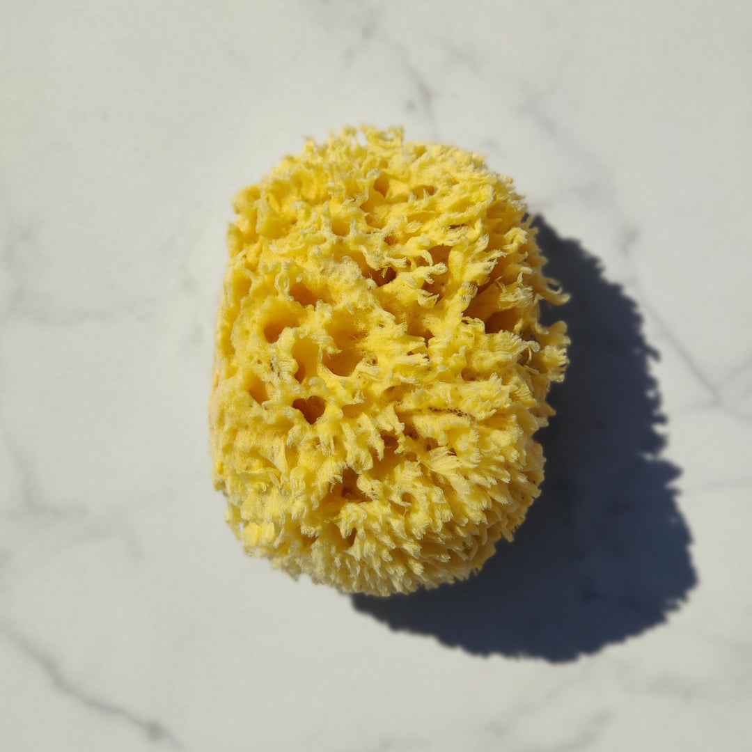 authentic sea wool sponges. – Saint Syvion